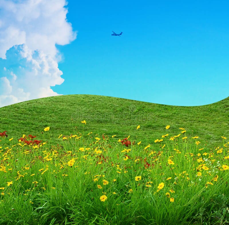 Flower field and blue sky stock image. Image of field - 25913789