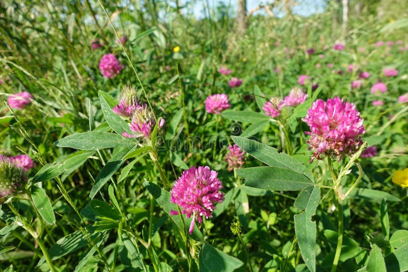 Flower Field and Blue Sky. Clover Flower. Red Flowers Stock Image ...