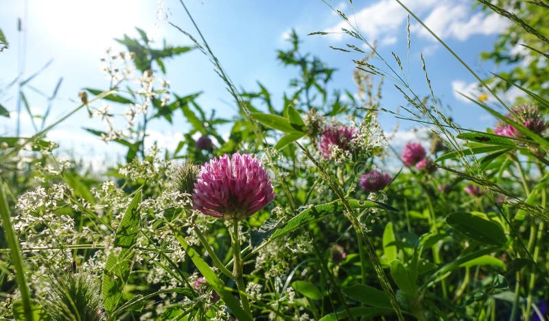 Flower Field and Blue Sky. Clover Flower. Red Flowers Stock Image ...