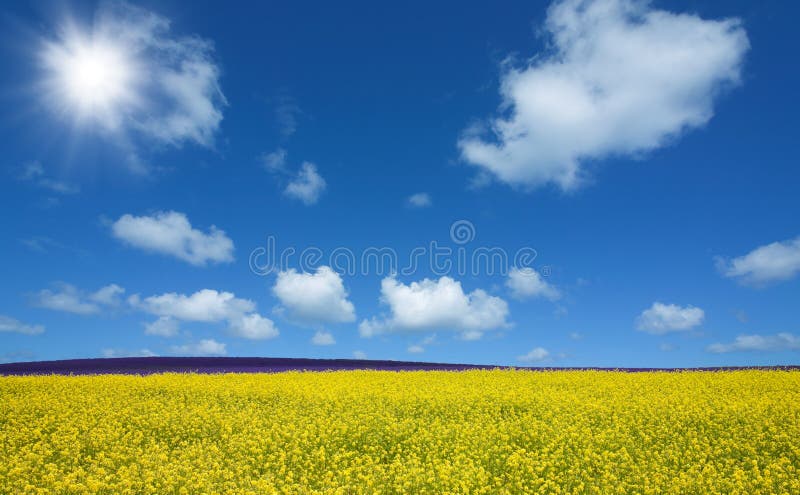 Flower Field and Blue Sky with Sun Stock Image - Image of forest, land ...