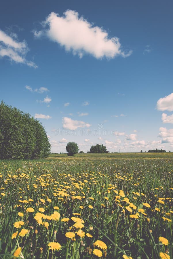 Flower Field and Blue Sky with Sun - Vintage Effect Stock Photo - Image ...
