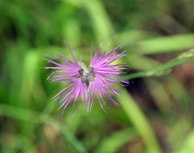 Field of carnation flower stock photo. Image of nature - 44342768
