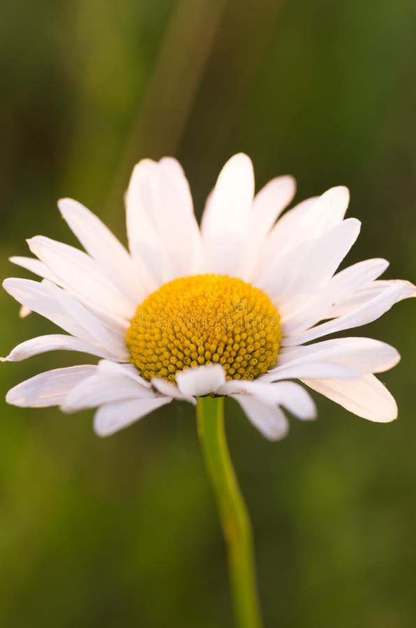 Flower Field Chamomile. Lonely Daisy in the Field. Stock Image - Image ...