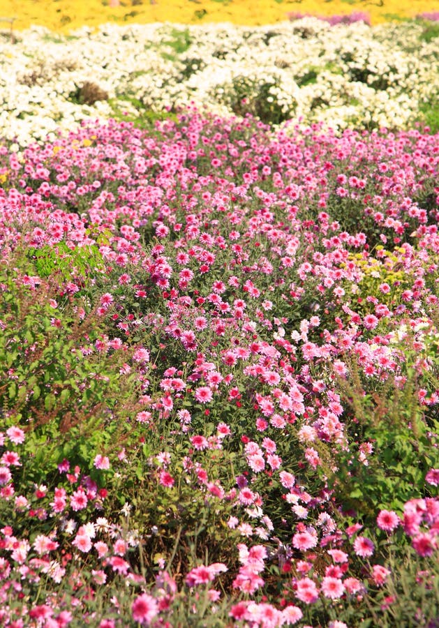 Flower field stock photo. Image of growing, beauty, garden - 72629294