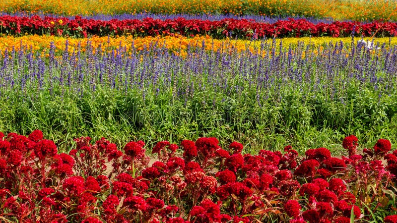Flower field stock image. Image of fantasy, bright, colorful - 66417449