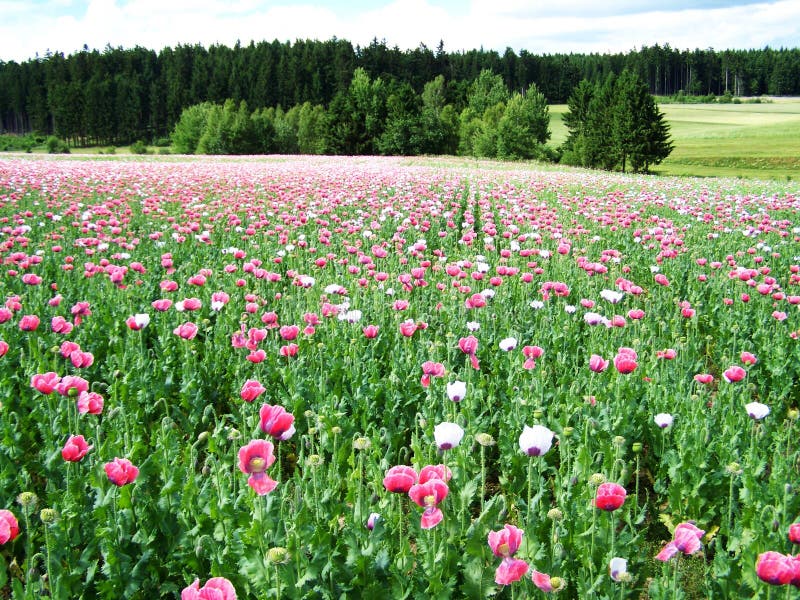 Flower, Field, Ecosystem, Meadow Picture. Image: 120958540