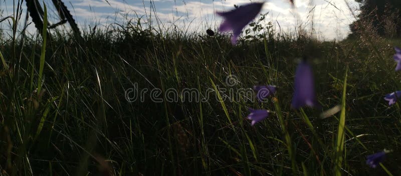 A Flower Field in the Evening Sun Stock Image - Image of prairie ...