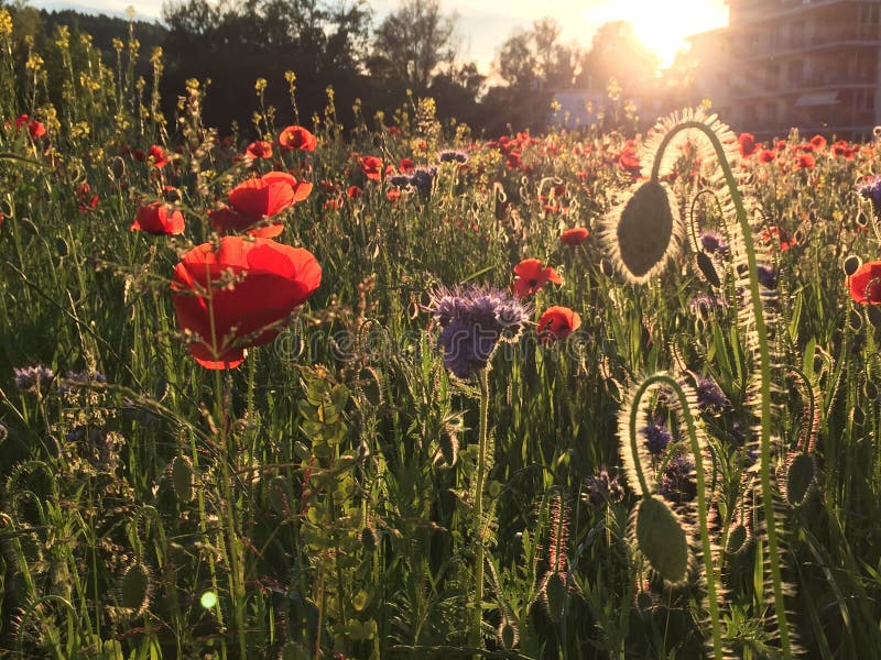 Flower, Field, Flowering Plant, Ecosystem Picture. Image: 121058504