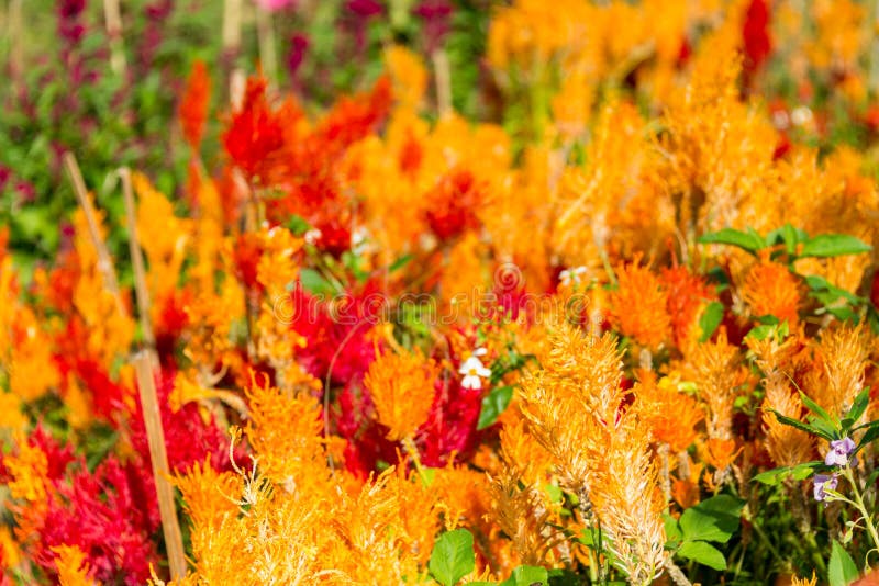 Flower field stock photo. Image of spring, growing, natural - 48470722