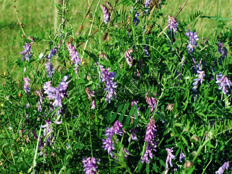 Flower in a field stock image. Image of branch, blossom - 134506249
