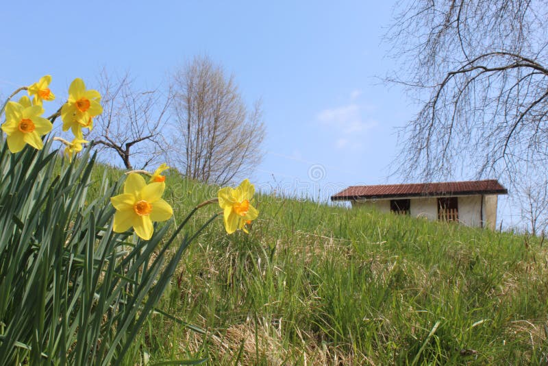 144 Infographic Paper Flower Stock Photos - Free & Royalty-Free Stock ...