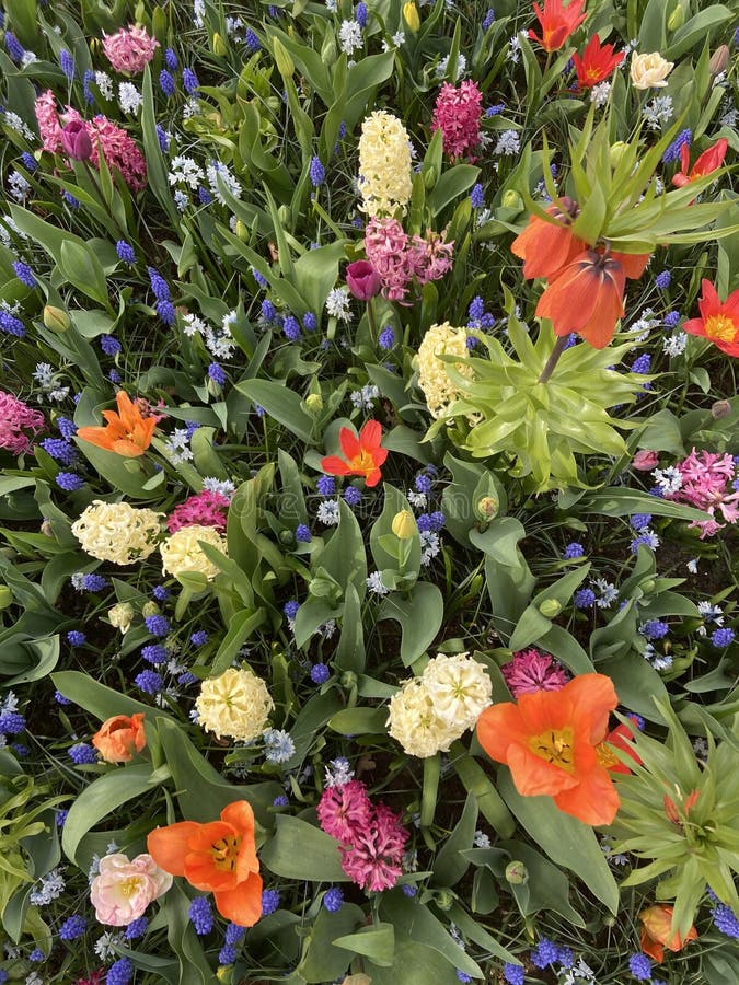 Flower field stock photo. Image of field, park, kokenhoff - 270892628