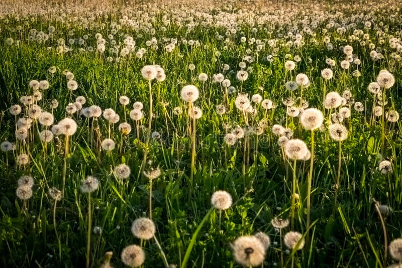 Flower, Field, Meadow, Ecosystem Picture. Image: 118154463