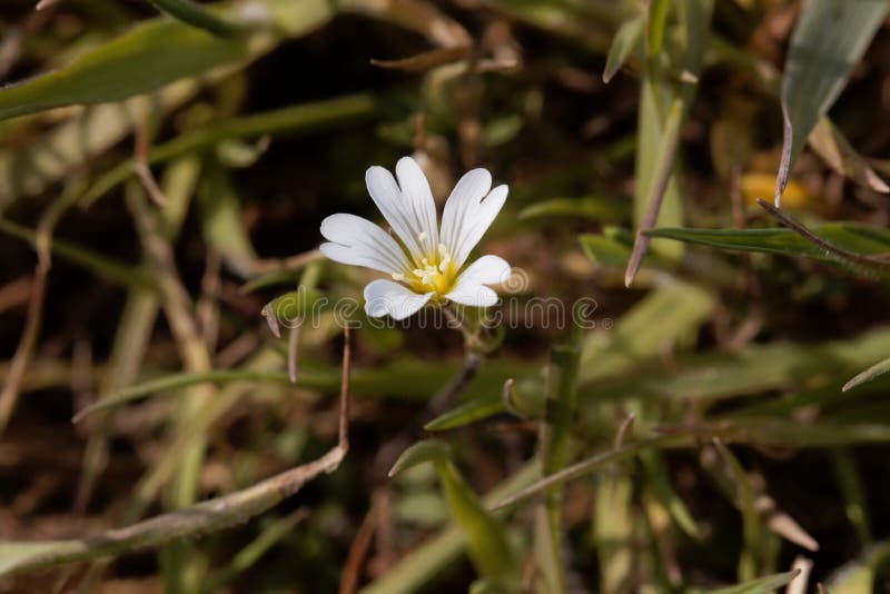 Flower of a Field Mouse-ear, Cerastium Arvense Stock Image - Image of ...