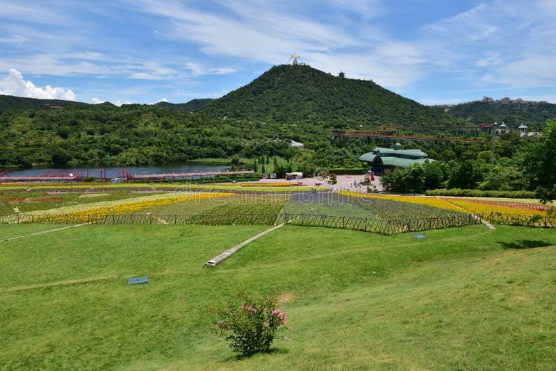 Flower field stock photo. Image of blue, flower, colour - 57544560