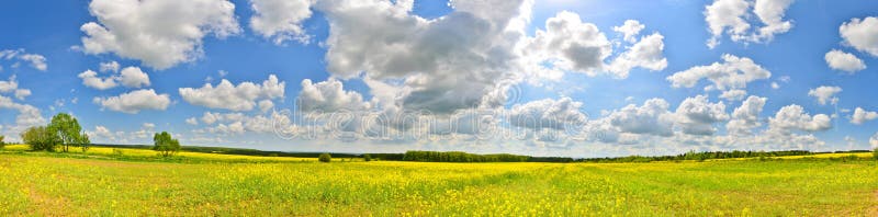 Flower field stock photo. Image of meadow, landscape - 54210140