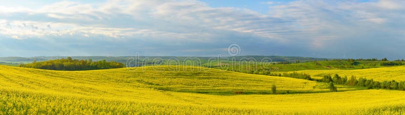 Flower field panorama stock image. Image of sunny, field - 55657243