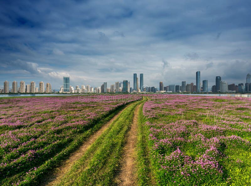 Flower Field in Park at City Center and Modern City Stock Photo - Image ...