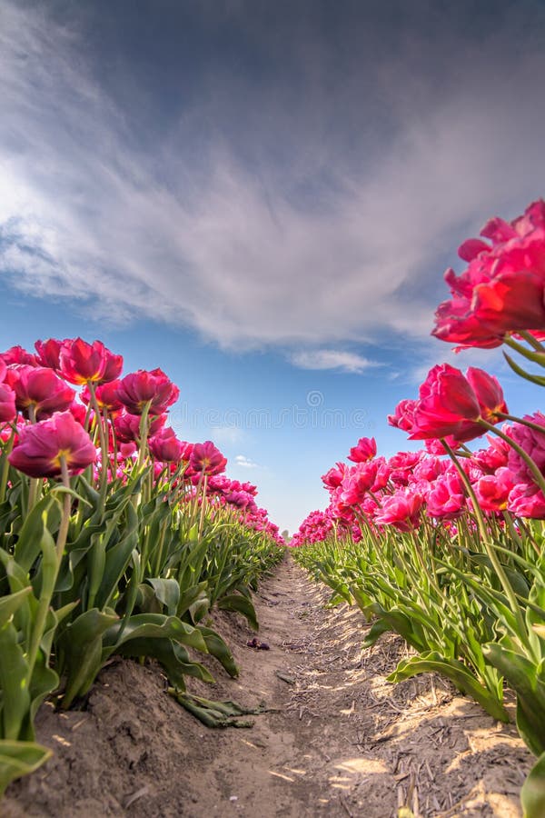 Flower Field with Path between Pink Flowers Stock Photo - Image of ...