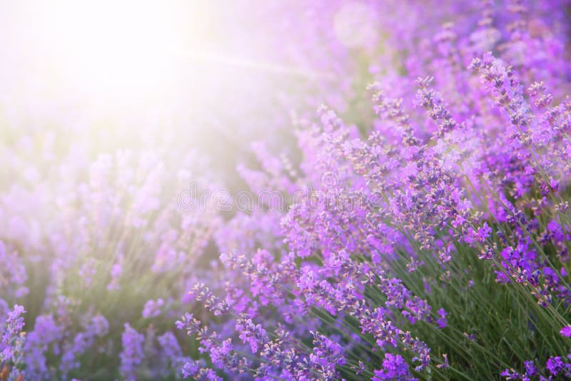 Flower field and sky. stock photo. Image of color, evening - 41829050
