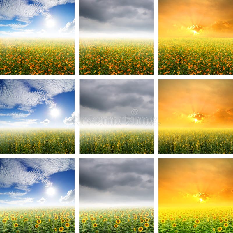 Flower Field and Sky of Collection Set Stock Image - Image of flower ...