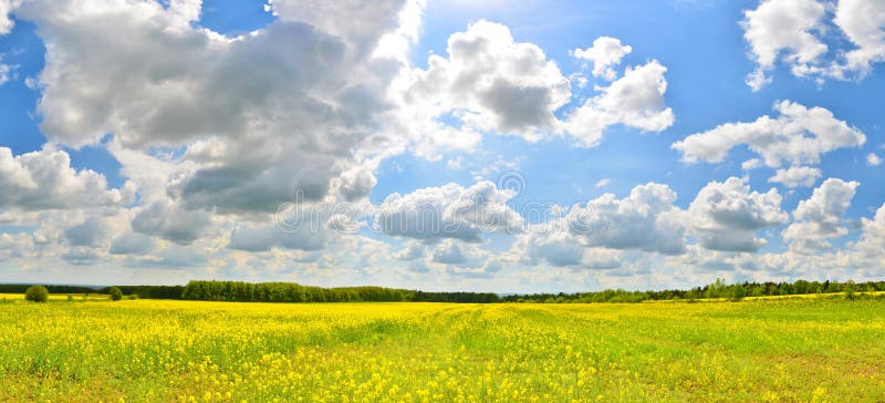 Flower field stock photo. Image of ecoregion, atmosphere - 54213690