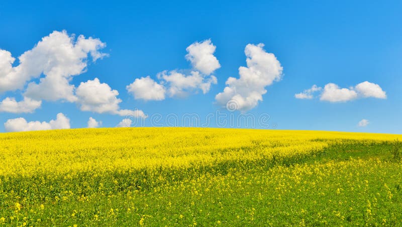 Flower field stock image. Image of land, meadow, hill - 55657081