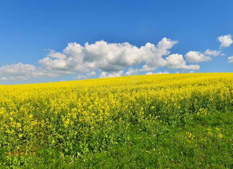 Flower field stock photo. Image of farm, spring, pasture - 55657136