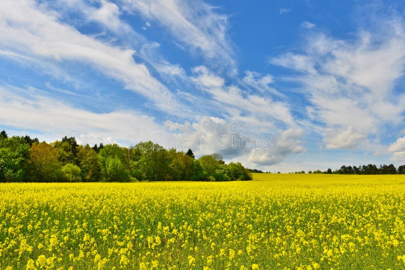 Flower field stock photo. Image of countryside, field - 55657302
