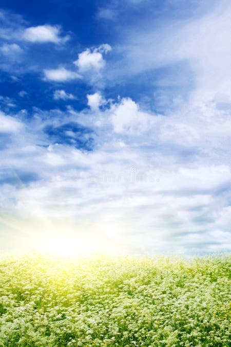 Flower field and sun. stock image. Image of landscape - 9857927