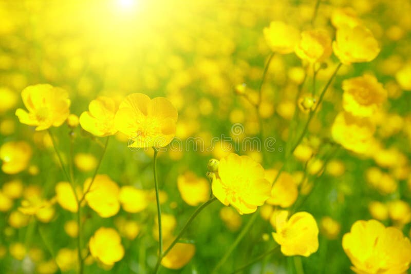 Bright Mustard Flowers stock photo. Image of green, outdoors - 2193838