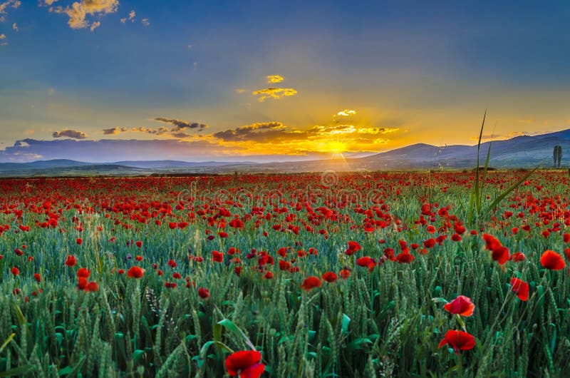 Flower field at sunset stock photo. Image of orange, sunbeam - 42155044