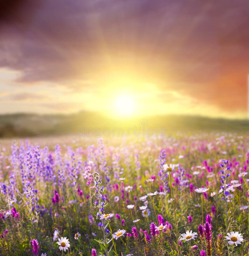 Sunset Over a Flower Field. Stock Image - Image of bright, green: 13112647