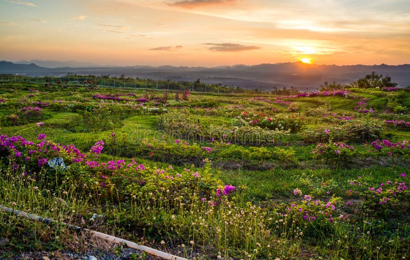 Flower Field and Sunset Behind the Mountains Stock Photo - Image of ...