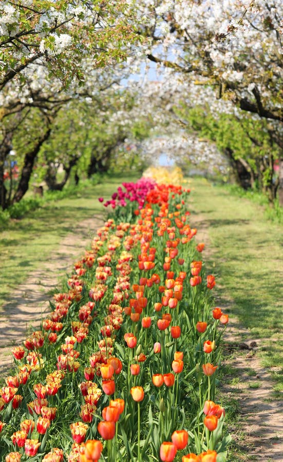 Flower Field Tulips and Blossoming Cherry Trees in Spring without ...
