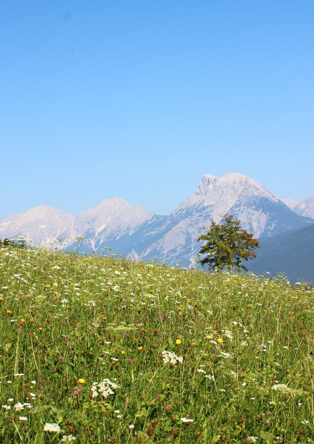 Flower Field with View Over Mountain Range Stock Image - Image of field ...