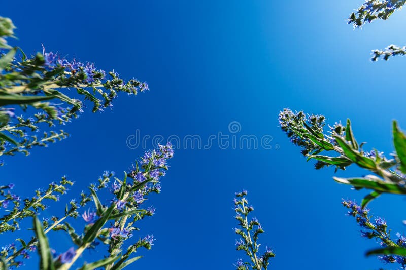 Flower Field, Wide Angle View from the Ground Stock Photo - Image of ...