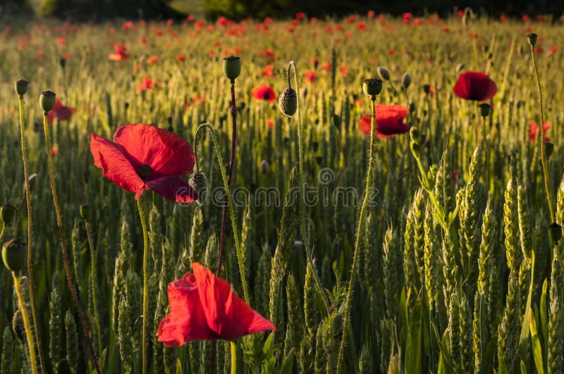 Flower, Field, Wildflower, Ecosystem Stock Photo - Image of wildflower ...