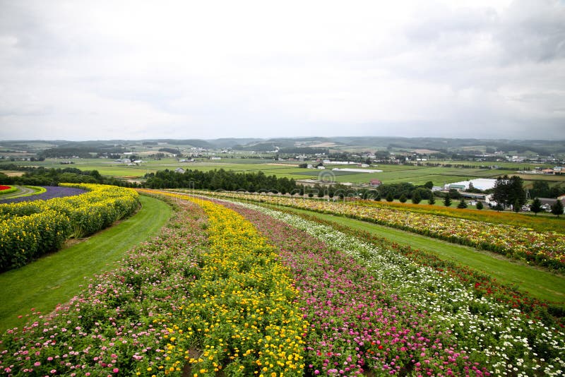 Flower fields stock image. Image of countryside, blossom - 15781111