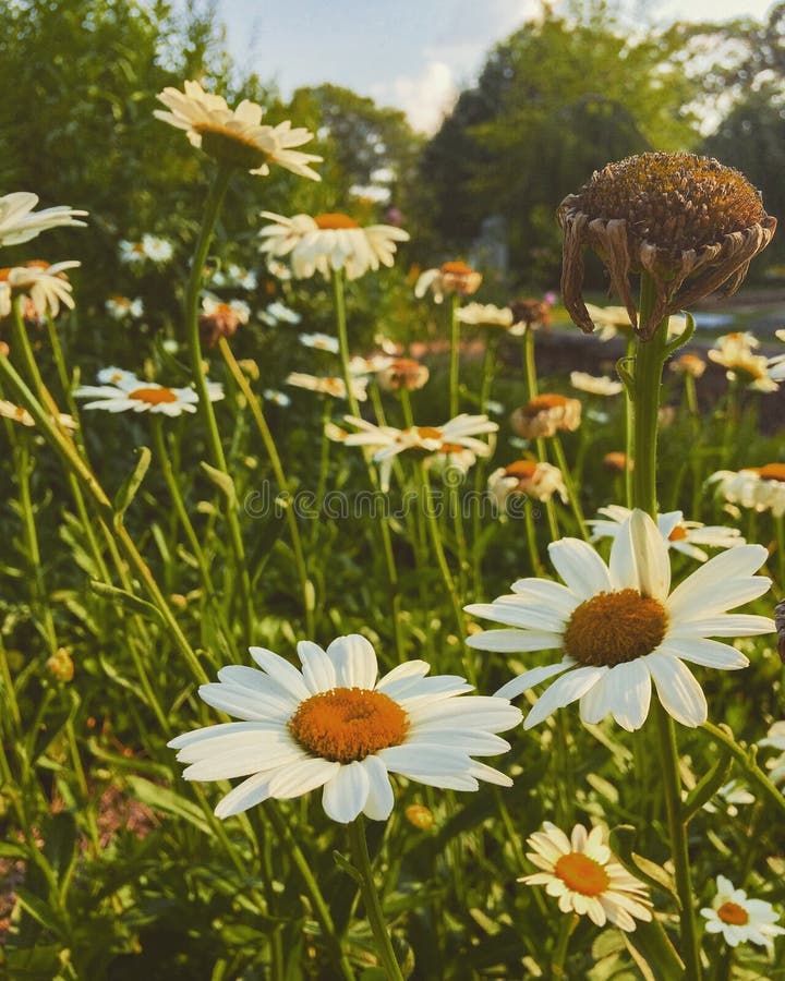 Flower Fields stock photo. Image of cemetery, atlanta - 96707646