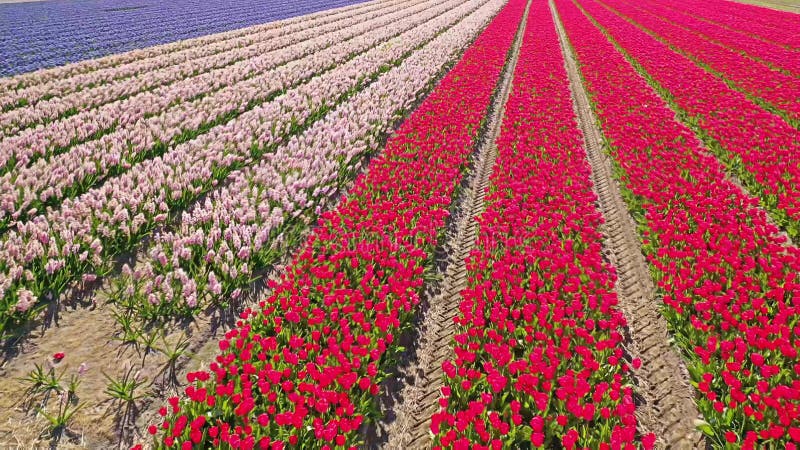 Flower Fields in the Netherlands Seen from Above Stock Footage - Video ...