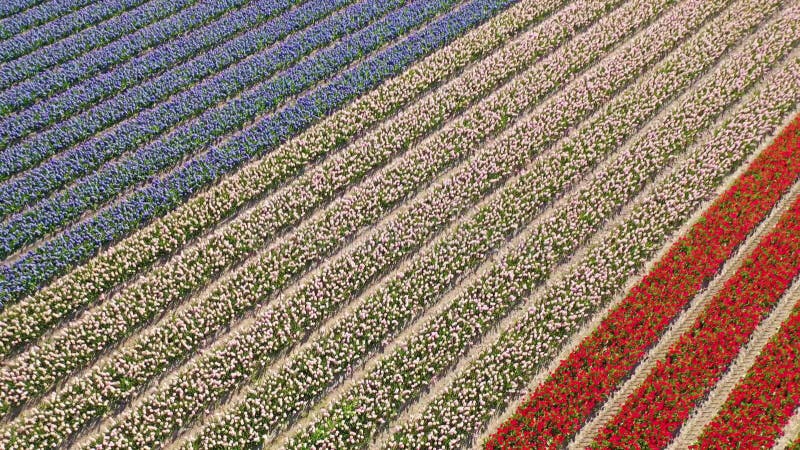 Flower Fields in the Netherlands Seen from Above Stock Video - Video of ...