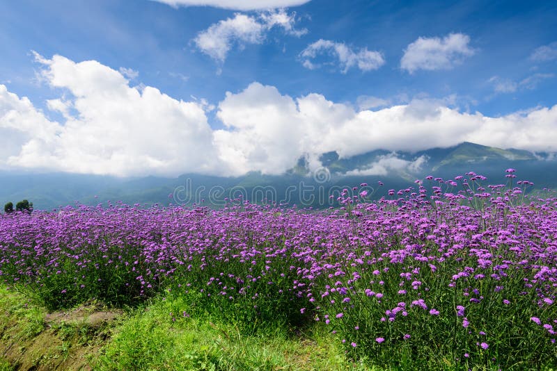 Flower Fields Under the Sky Stock Image - Image of beautiful, growth ...