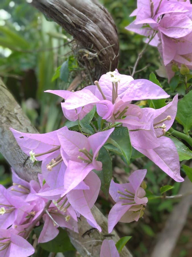 A flower fig bouganville stock photo. Image of wildflower - 248536344