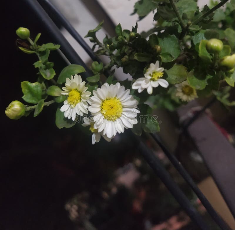 Flower Filled with Moon Light and Elegant in Form Stock Image - Image ...