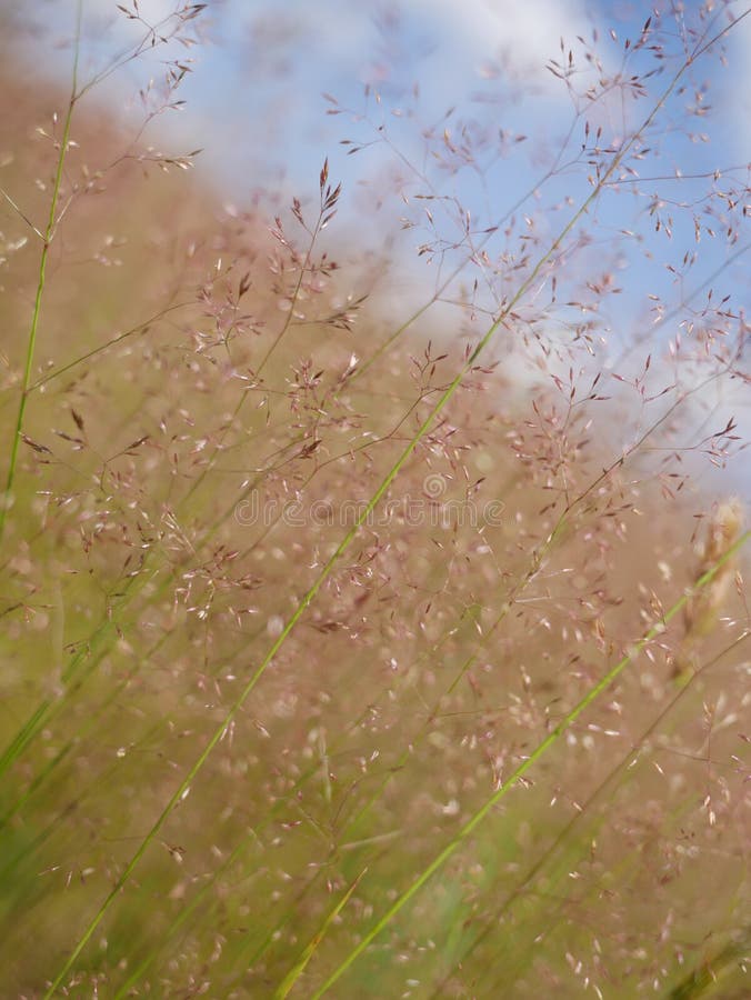 Flower fine pink green stock image. Image of season, plant - 91679507