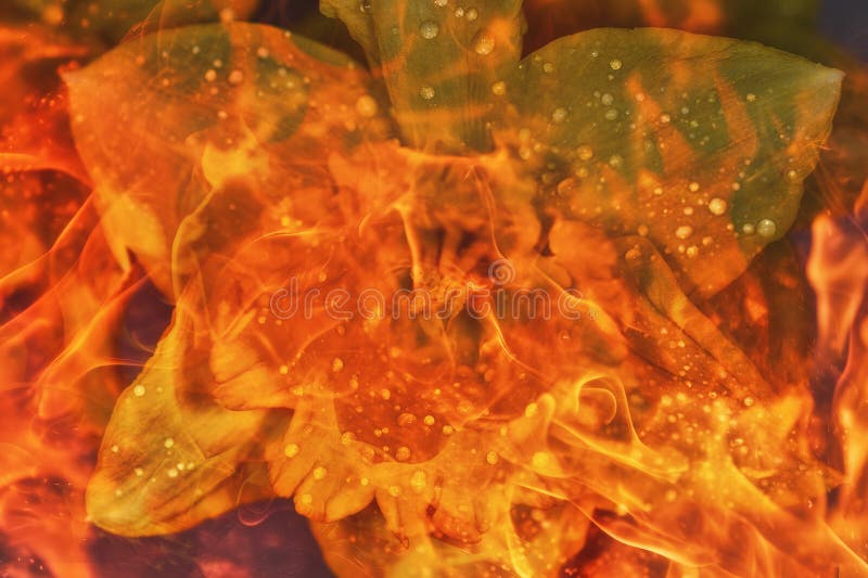 Flower and Fire Effect. Narcissus Flower. Stock Illustration ...