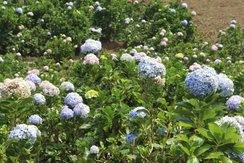 Flower five colour stock photo. Image of five, flower - 261934644