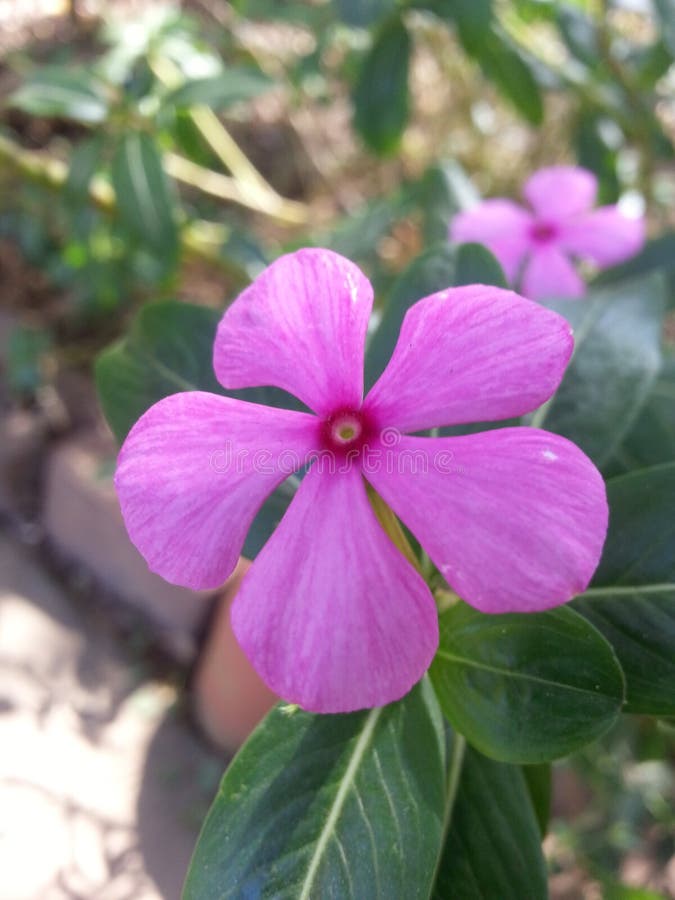 Flower five star stock photo. Image of star, five, flower - 83429824