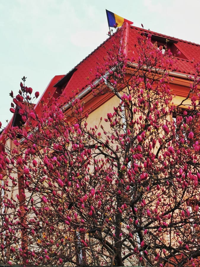 Flower and flag stock photo. Image of pink, food, building - 183329936